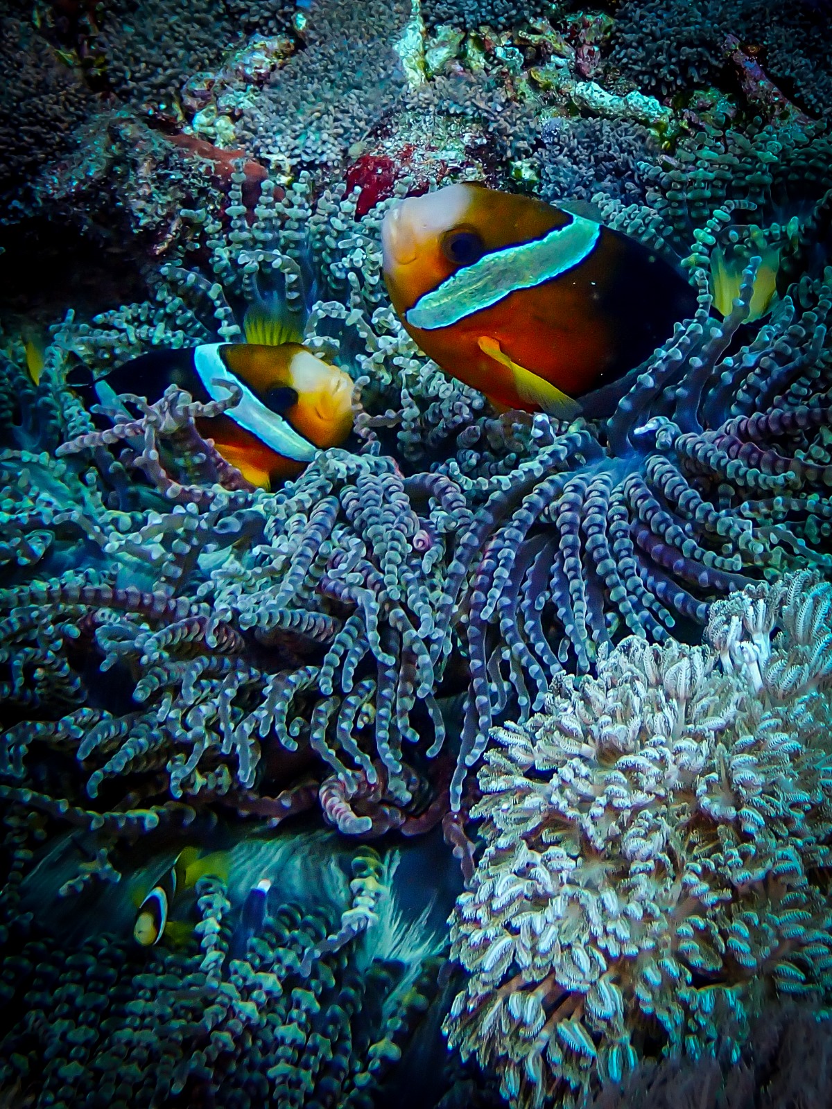 Clownfish Diver Course - Ceningan Divers Conservation