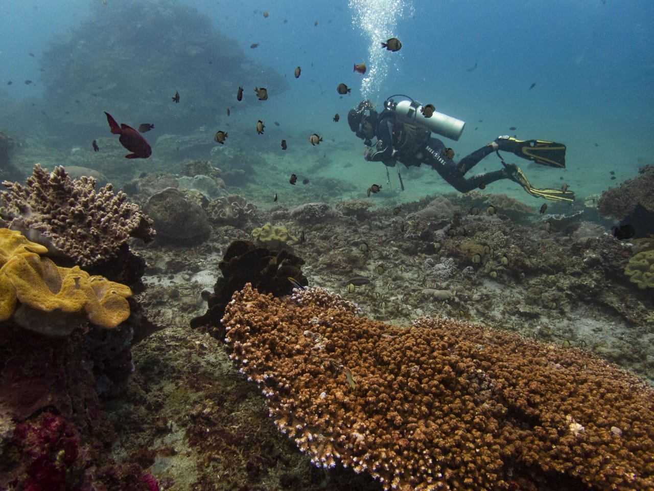 PADI Coral Reef Conservation Course – Ceningan Divers Conservation