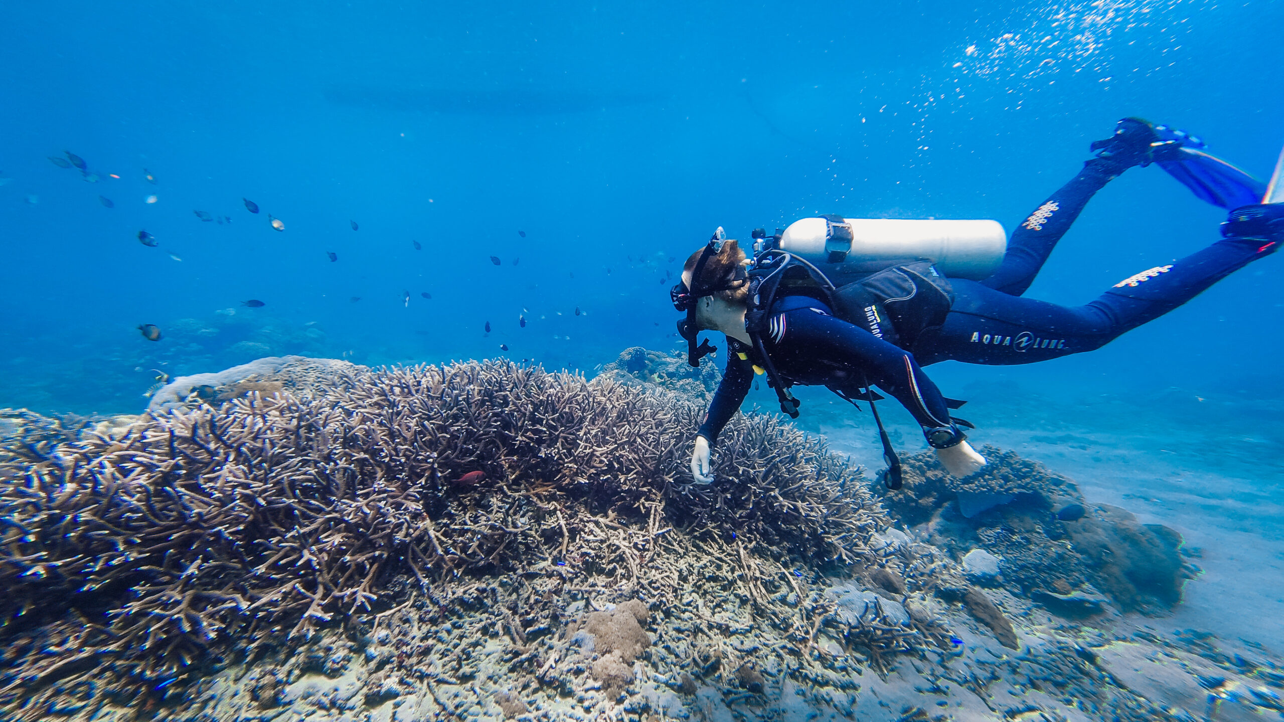 Acropora ID Coral Diver – Ceningan Divers Conservation